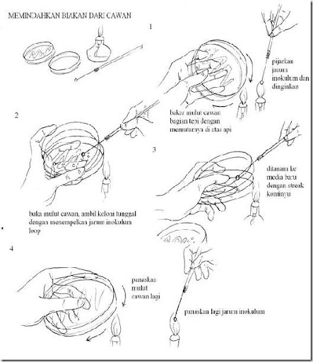 Sterilisasi | BIOLOGIPEDIA
